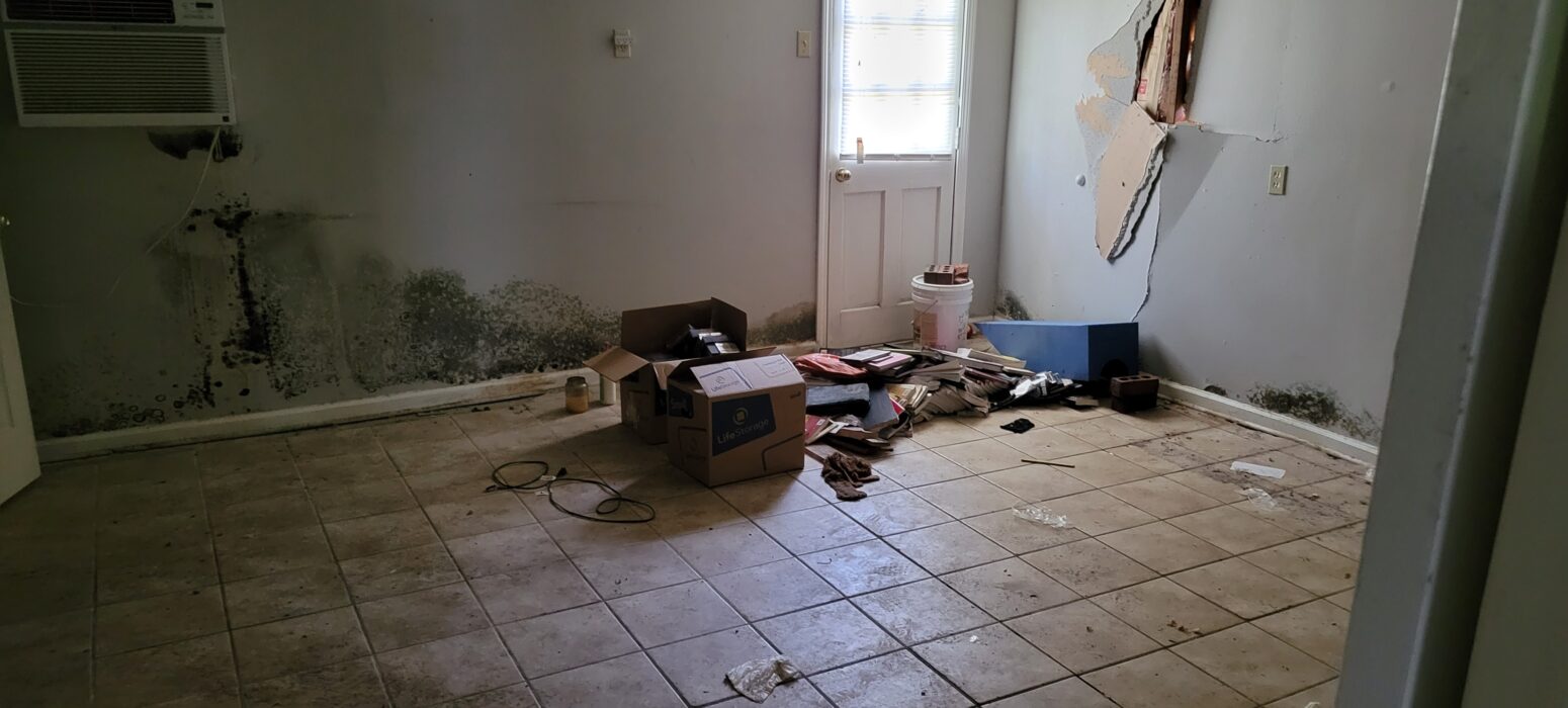 Mold of the Month: Stachybotrys | MY Environmental Consulting